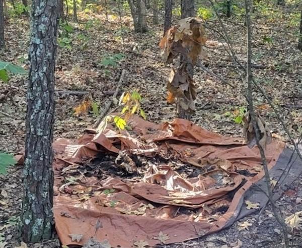 Conservation Seeking Information On Black Bear Poached In Washington ...